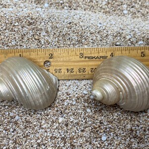 Pearl Turbo Setosus Shell 1 3/4 - 2 1/4" Opening 1" (pentholatus ...
