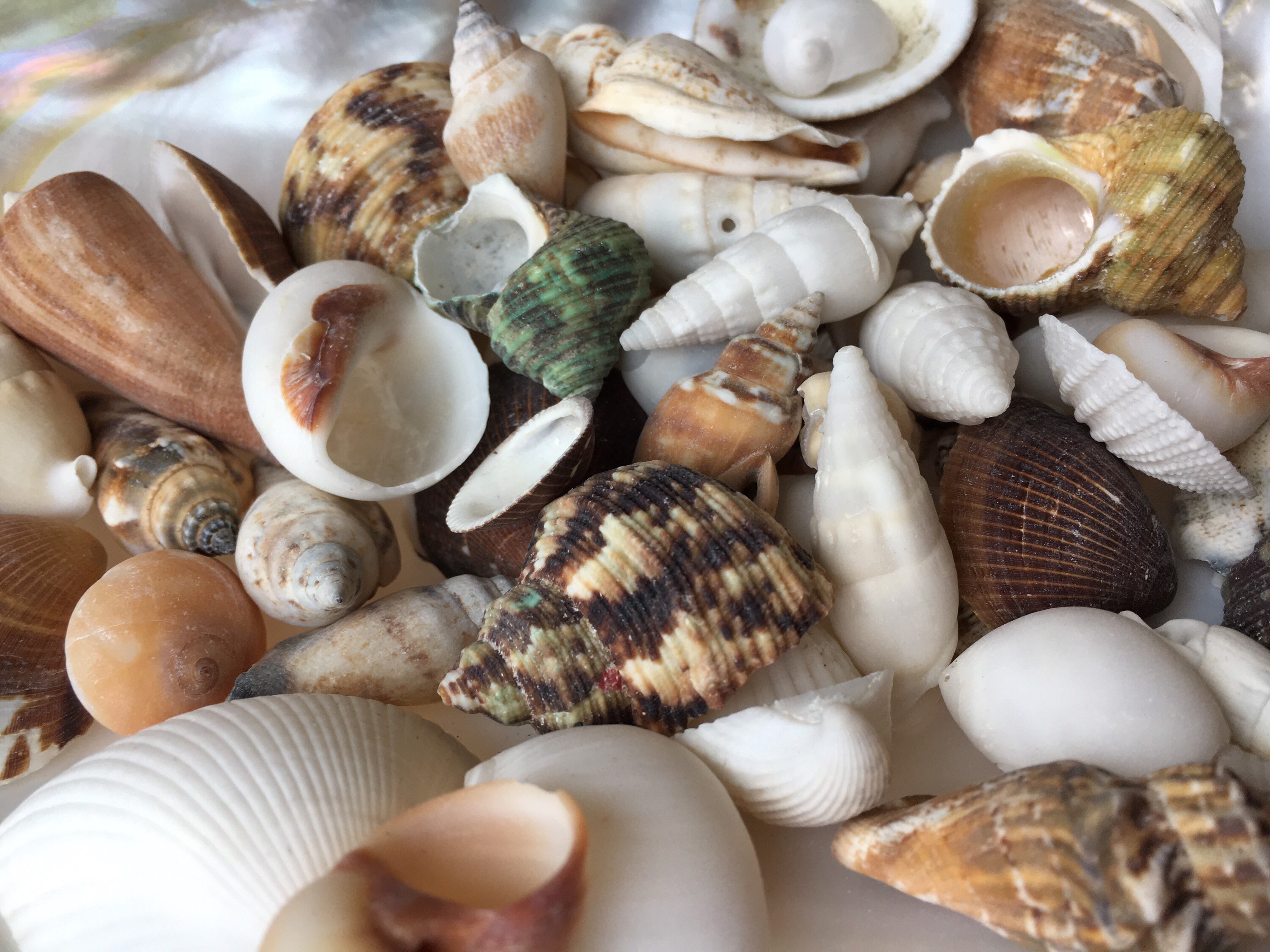 Philippines 1/2 Lb Shell Mix-beach Wedding Decor-sea Shells Bulk ...