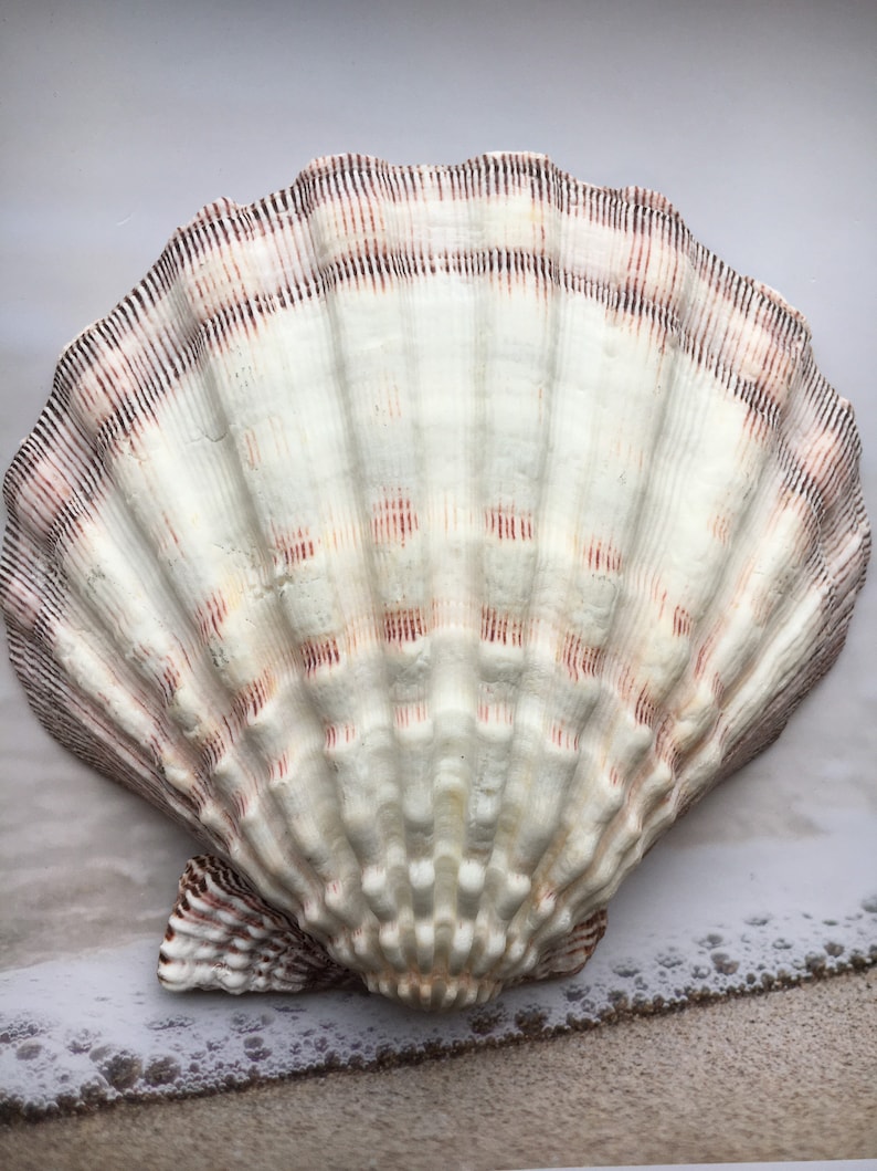 XL Lions Paw Single 56bulk Seashell Supplies - Etsy