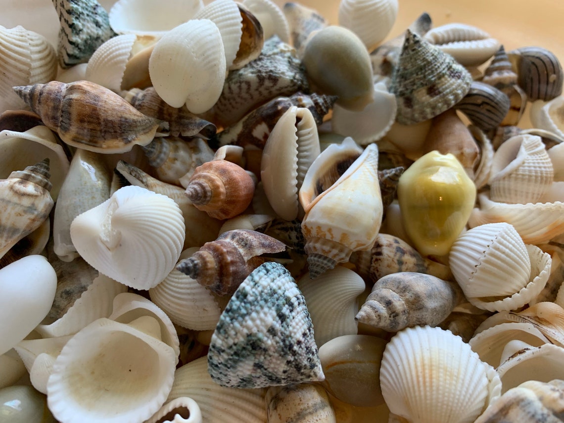 Shell Mix-1/21 Small/medium Shell Mix-craft - Etsy