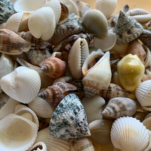 Shell Mix-1/2"-1" Small/medium Shell Mix-craft Seashells-small ...