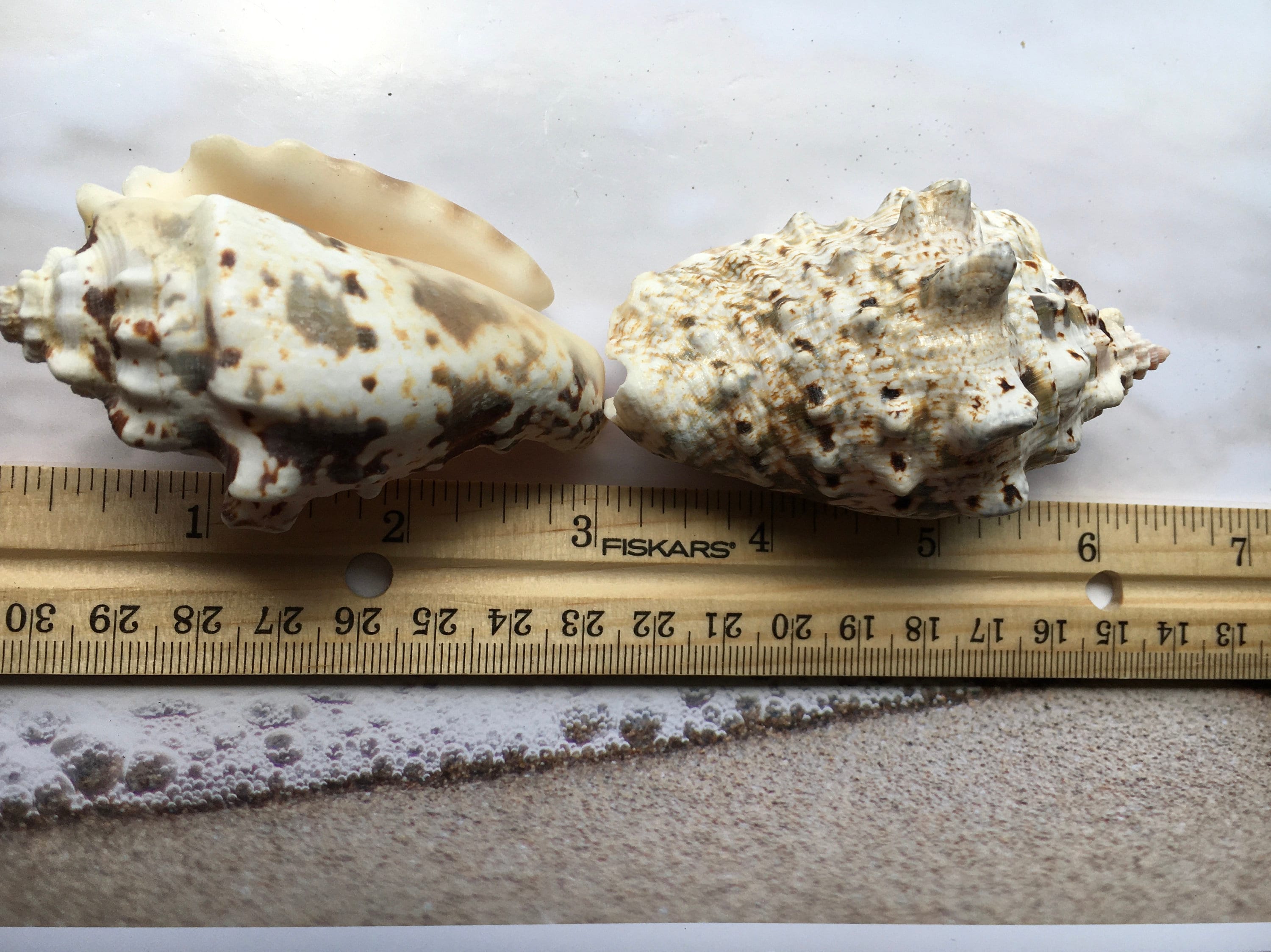 Silver Lip Conch 2.53 Conch Shell Strombus - Etsy