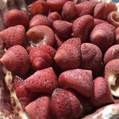 Strawberry Top Seashells clanculus Puniceus Craft Shells - Etsy