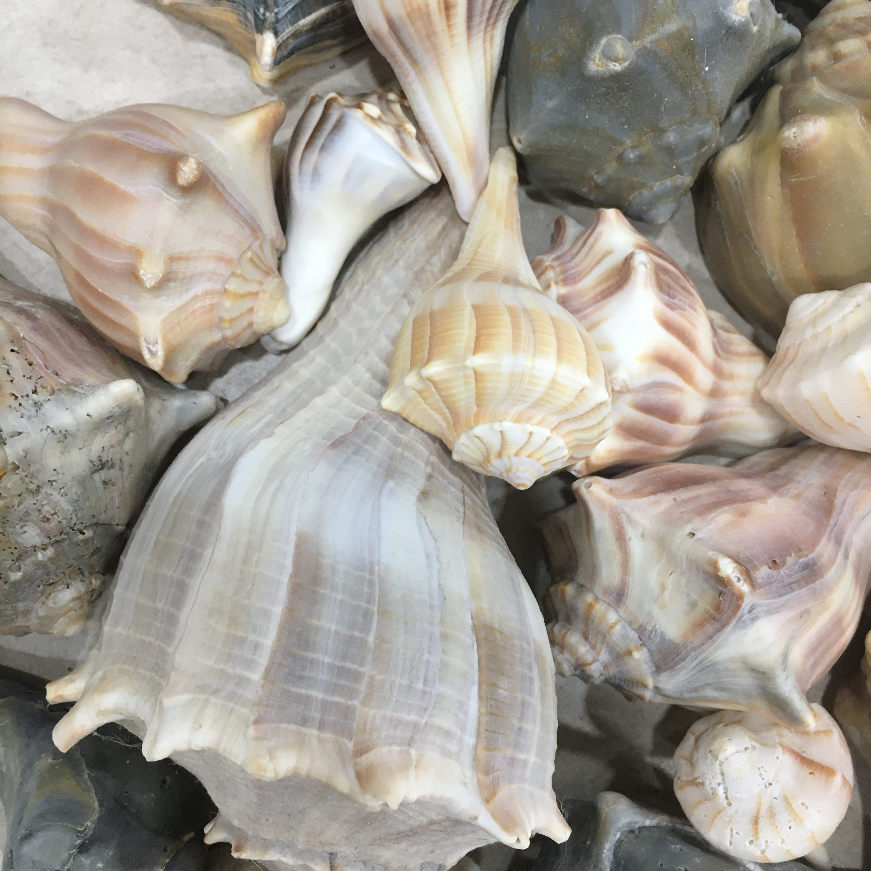 Lightning Whelk From Sanibel Island Florida Beach Whelk Home - Etsy