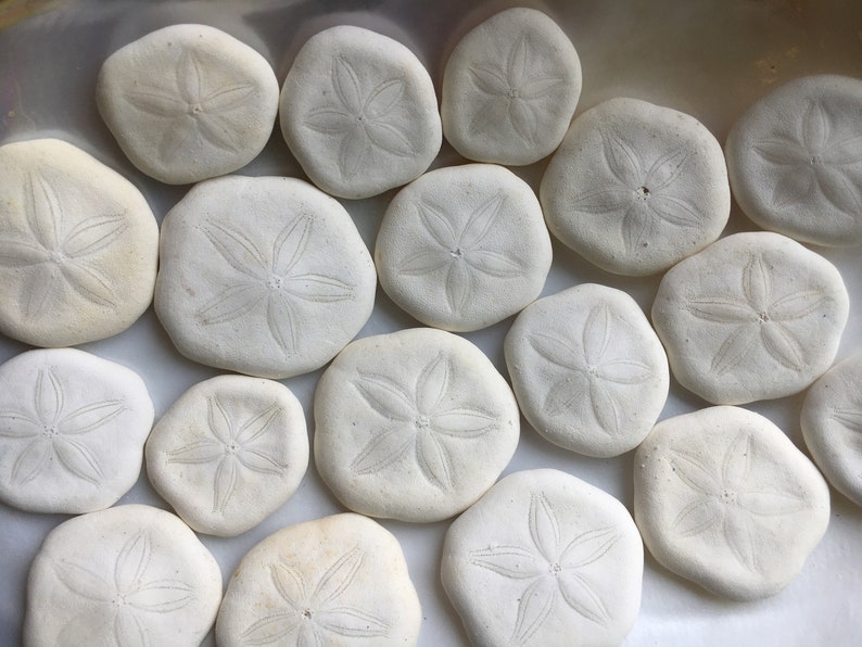 Sea Biscuit - Sea Cookies-bulk - Seashell Bulk-seashell Craft Supply ...