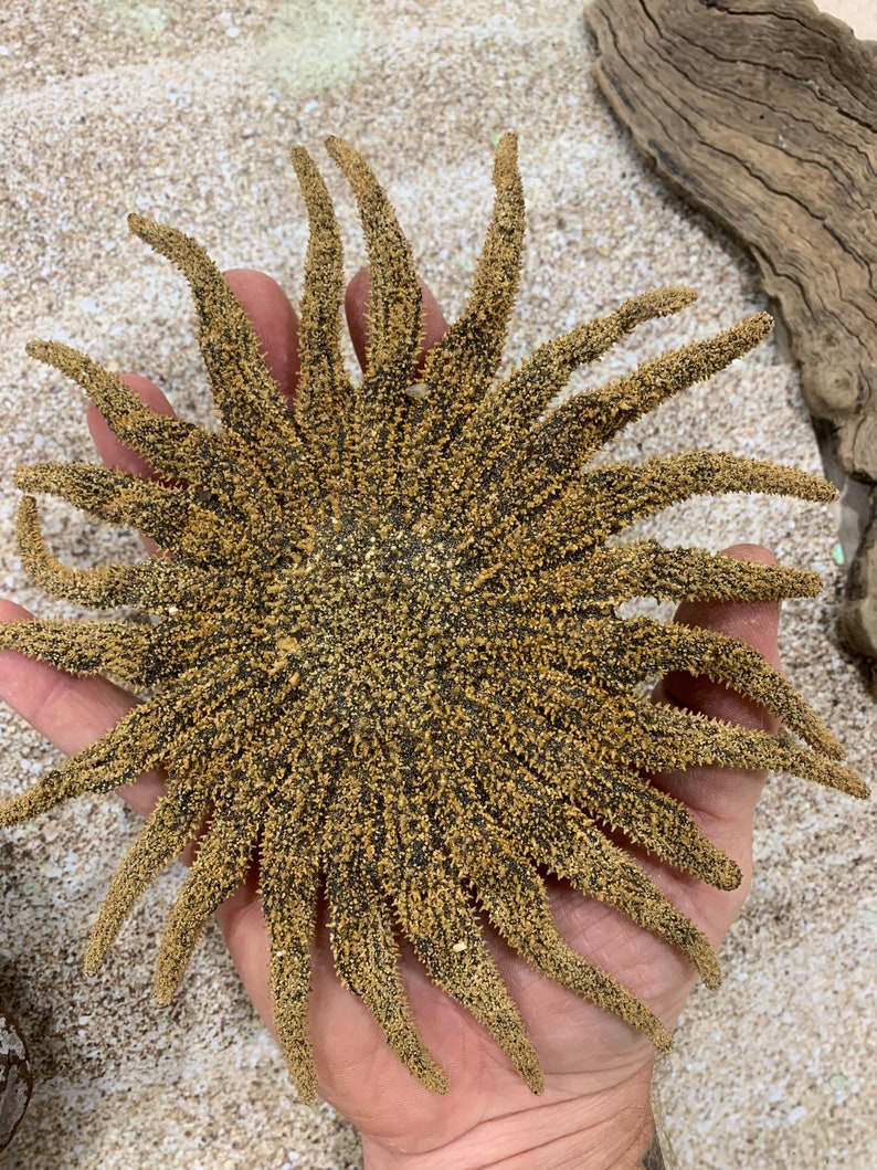 Mexican Sunflower Starfish Bulk Starfish Beach Wedding | Etsy