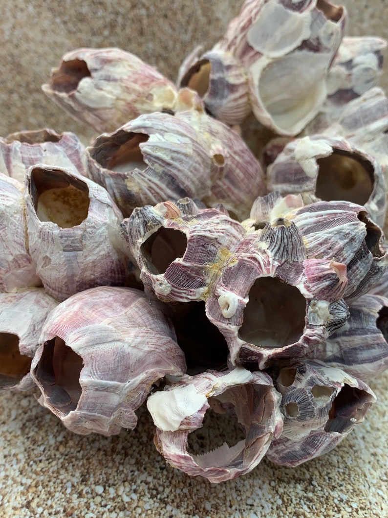 Purple Barnacle Cluster 3"- 5" Beach Decor-barnacle-coral-air Plant ...
