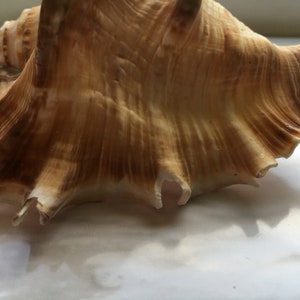 SALE Lambis Lambis Spider Conch - Broken Spines - Seashells - Spiny ...