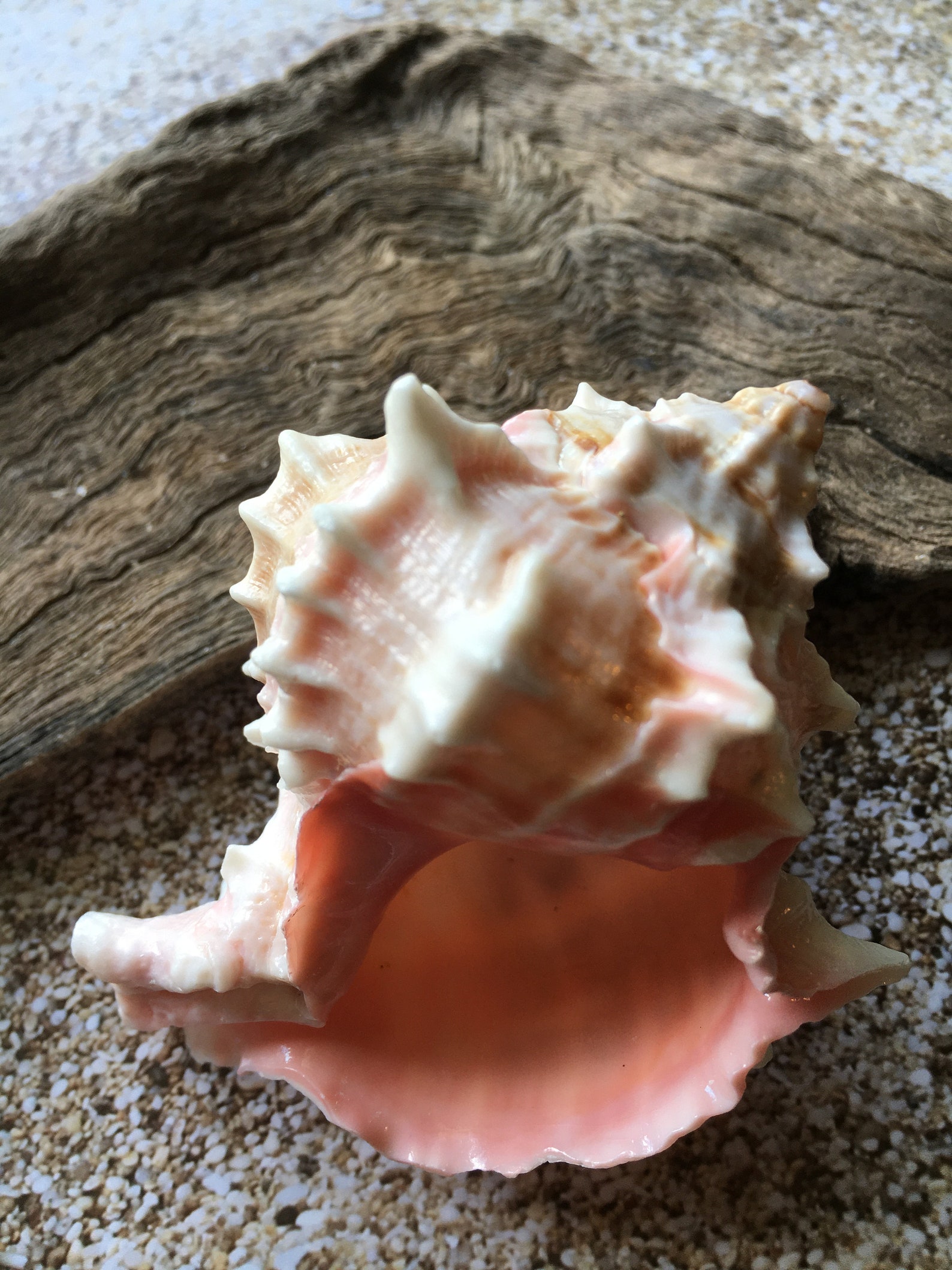 Pink Murex Seashell-beach Wedding Decor-crafting | Etsy