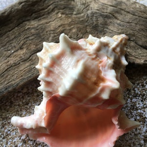 Pink Murex Seashell-beach Wedding Decor-crafting Shells-wedding Shells ...