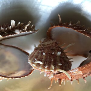 Spiny Oyster Pair Assorted Types 3" to 4" Sea Shell - Spondylus Oyster ...