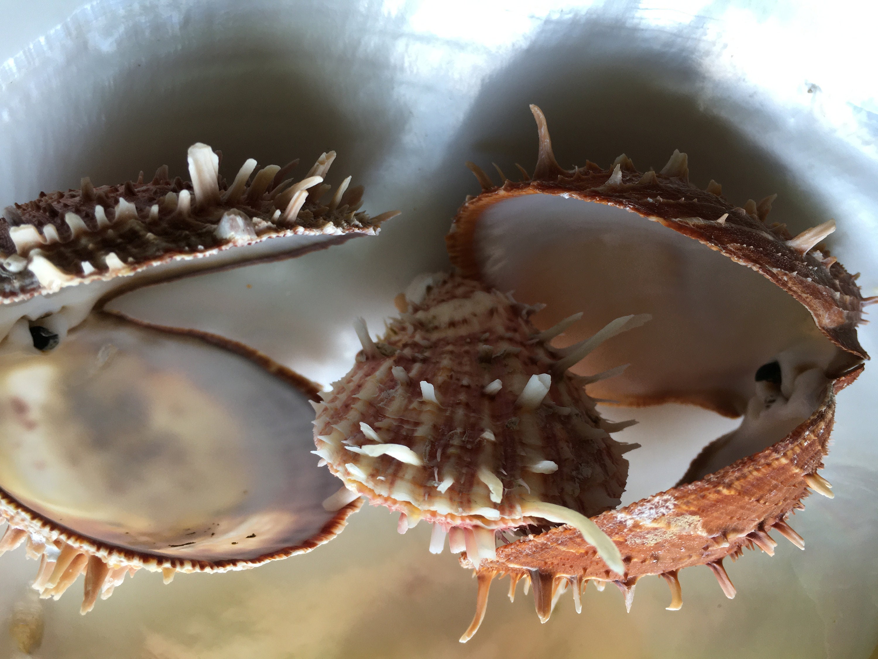 Spiny Oyster Pair Assorted Types 3 to 4 Sea Shell - Etsy UK