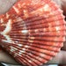 XL Colored Pectin Shells 2"-3.5" - Colorful Pectins - Natural Seashell ...