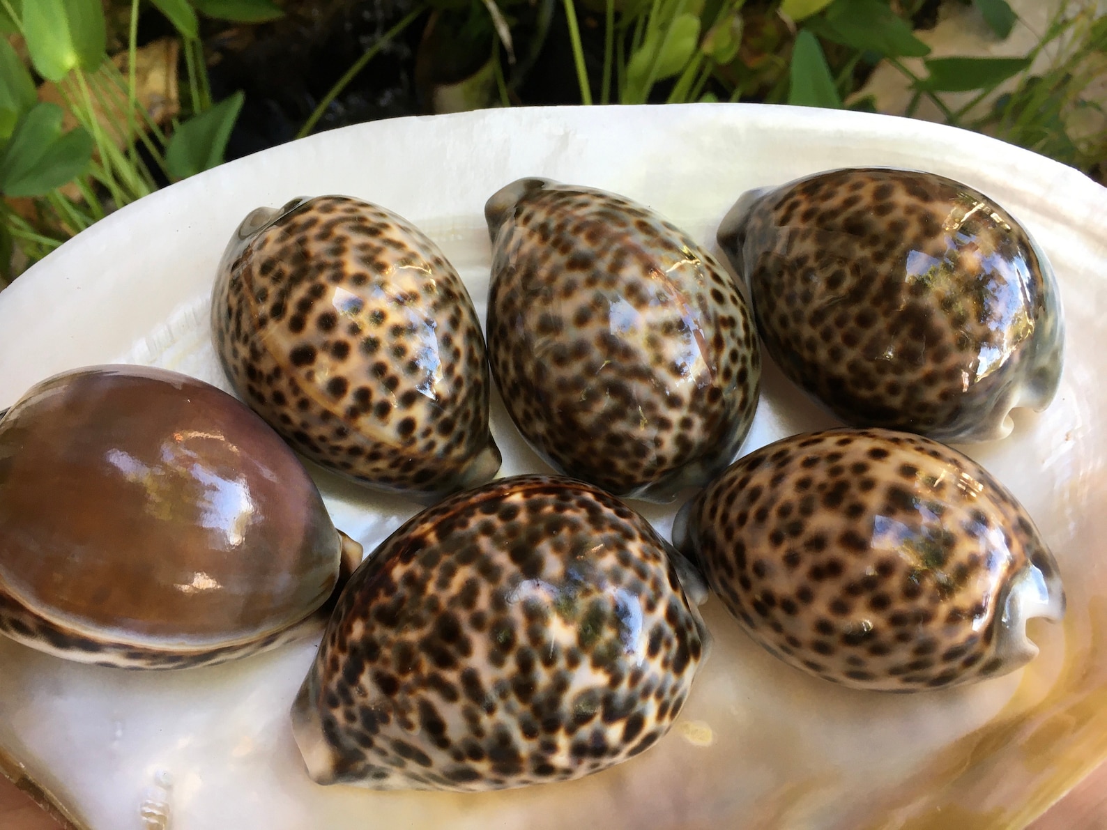 XL Tiger Cowrie Seashells cypraea Tigris Wedding - Etsy