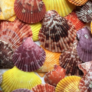 Colored Pectin Shells 1"-2" - Colorful Pectins - Natural Seashell ...
