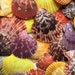 Colored Pectin Shells 1"-2" - Colorful Pectins - Natural Seashell ...