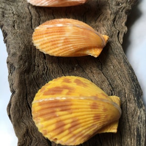 Colorful Scallop Pectin Seashell Pairs - Small Pectin - Colored Pectin ...