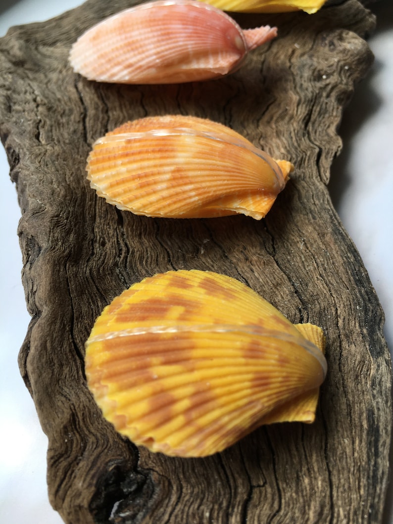 Colorful Scallop Pectin Seashell Pairs Small Pectin - Etsy