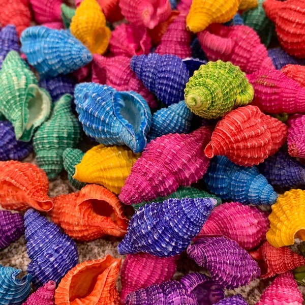 Tiny Seashells - Etsy