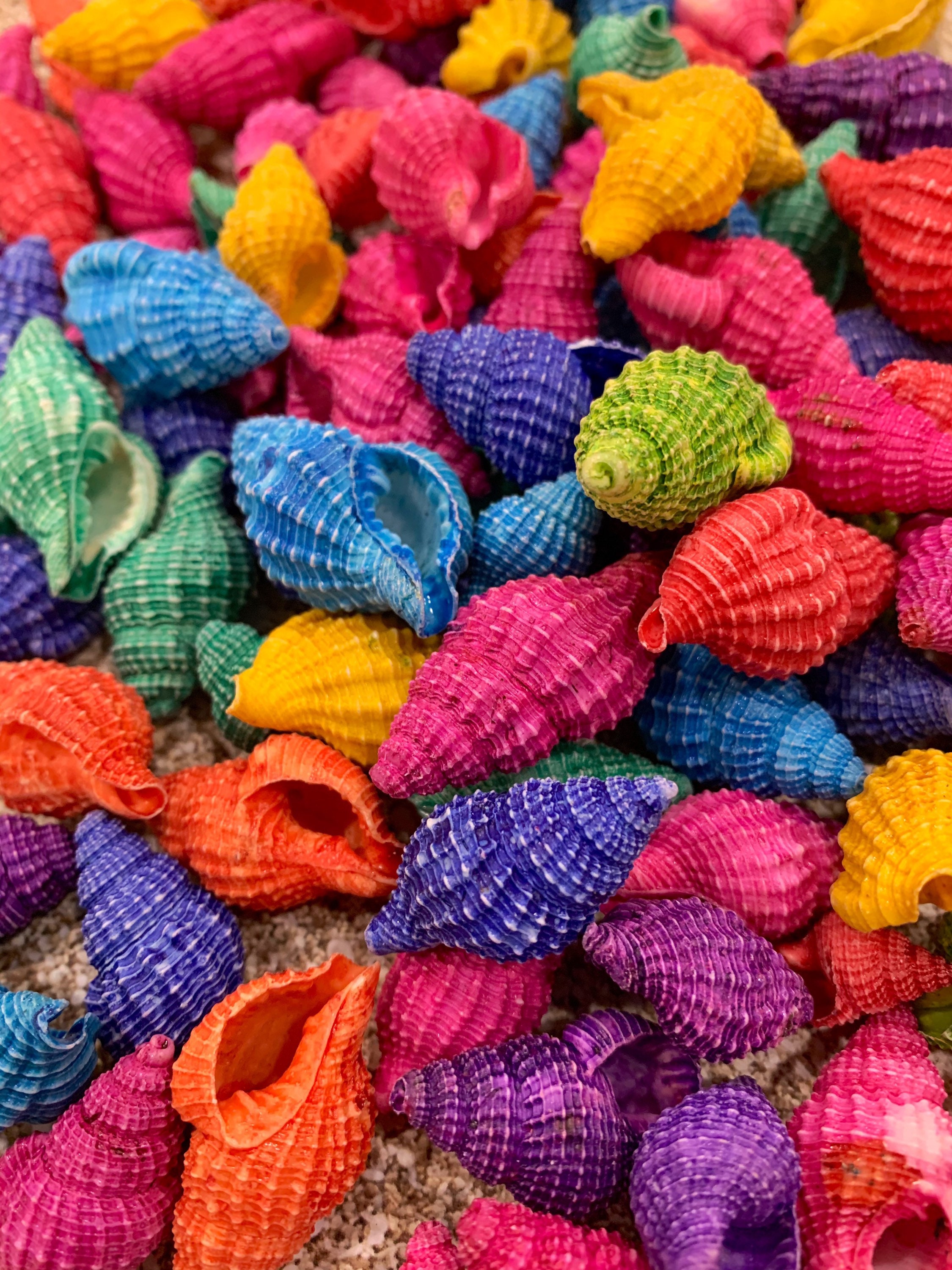 Mini Dyed Seashells Small Shell Mix Tiny Seashells Crafting - Etsy