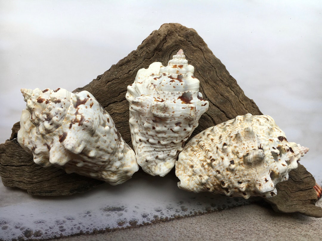 Silver Lip Conch 2.5"-3" - Conch Shell - Strombus Lentiginosus - Beach ...