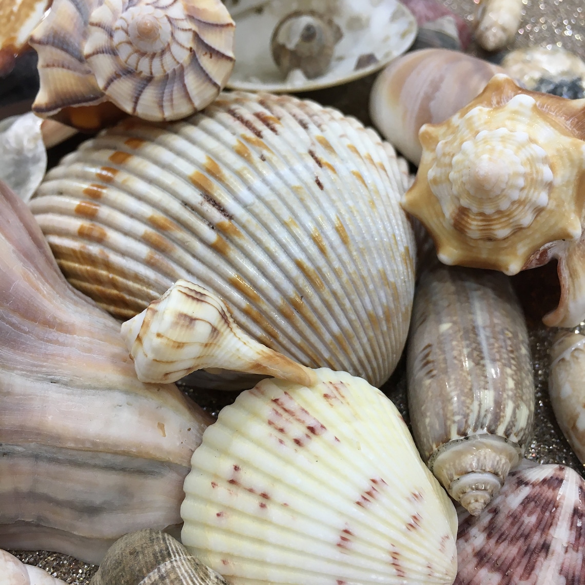 Bahama Shell Mix Assorted Sea Shells Sea Shells Bulk - Etsy