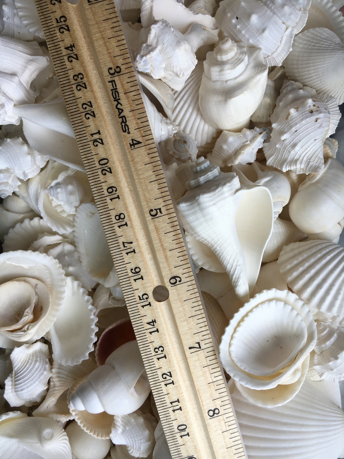 White Wedding Seashell Mix Beach Wedding Decor Sea Shells | Etsy