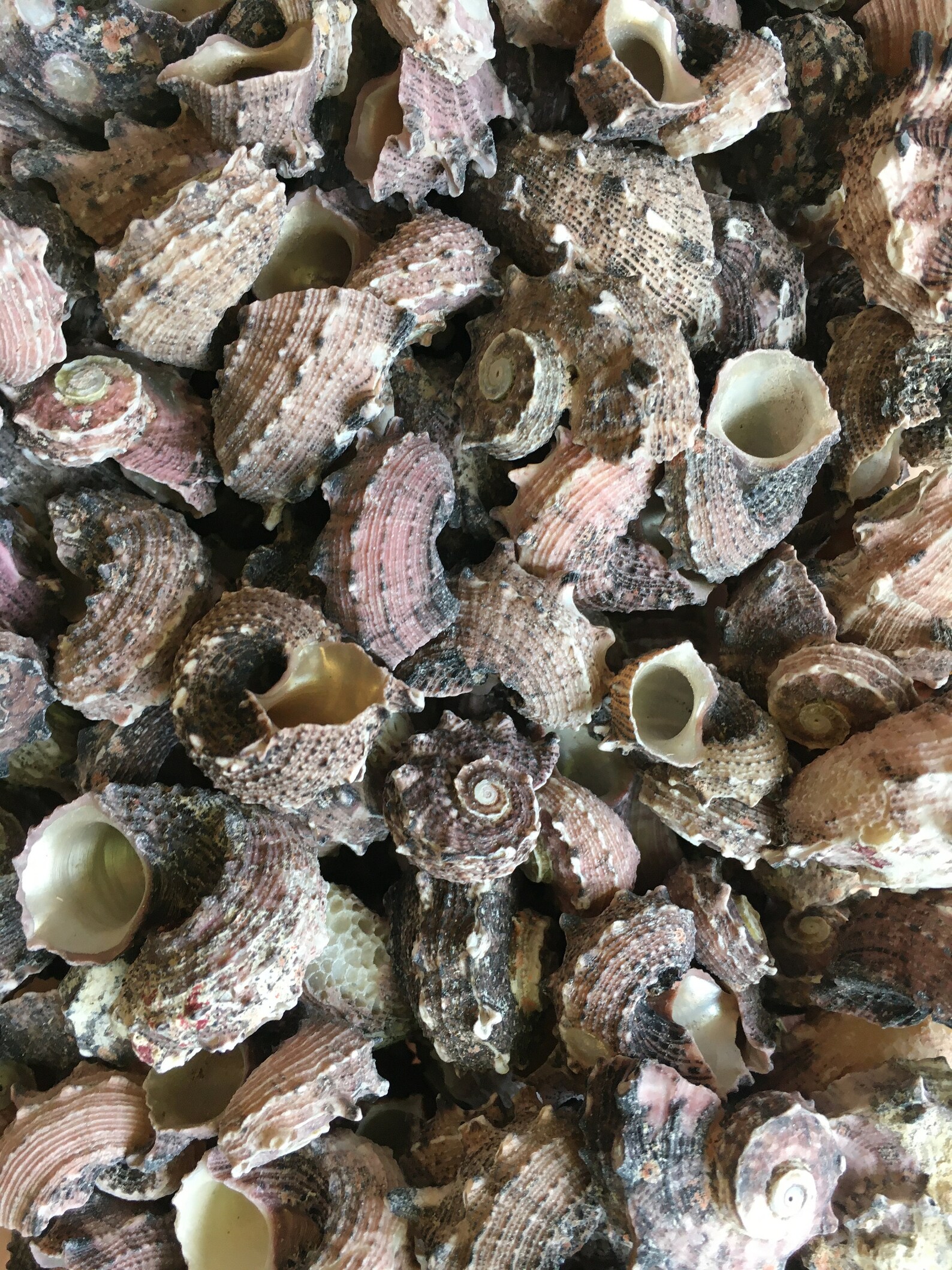 Delphinula Laciniata Shell-angaria Shells-lacinate Dolphin - Etsy