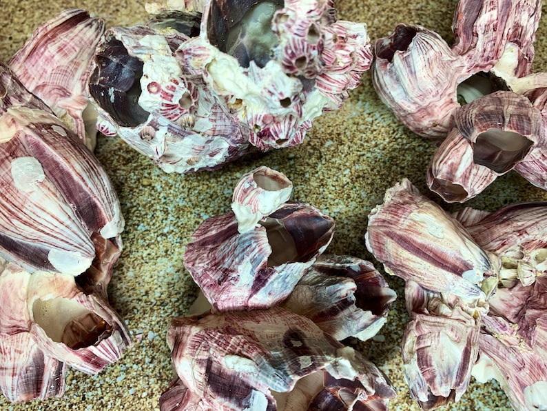 Purple Barnacle Cluster 3 5 Beach | Etsy