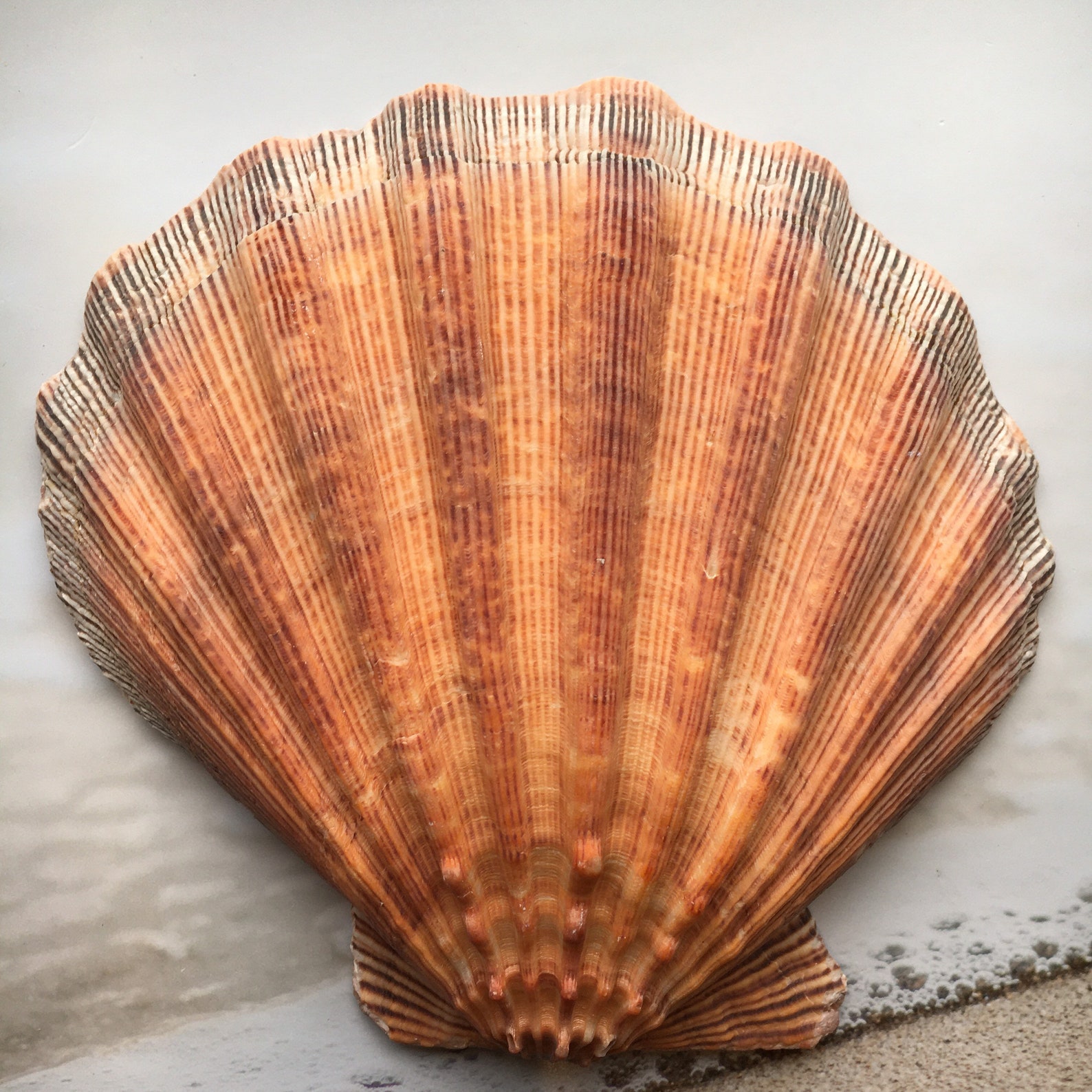 XL Lions Paw Single 56bulk Seashell Supplies - Etsy