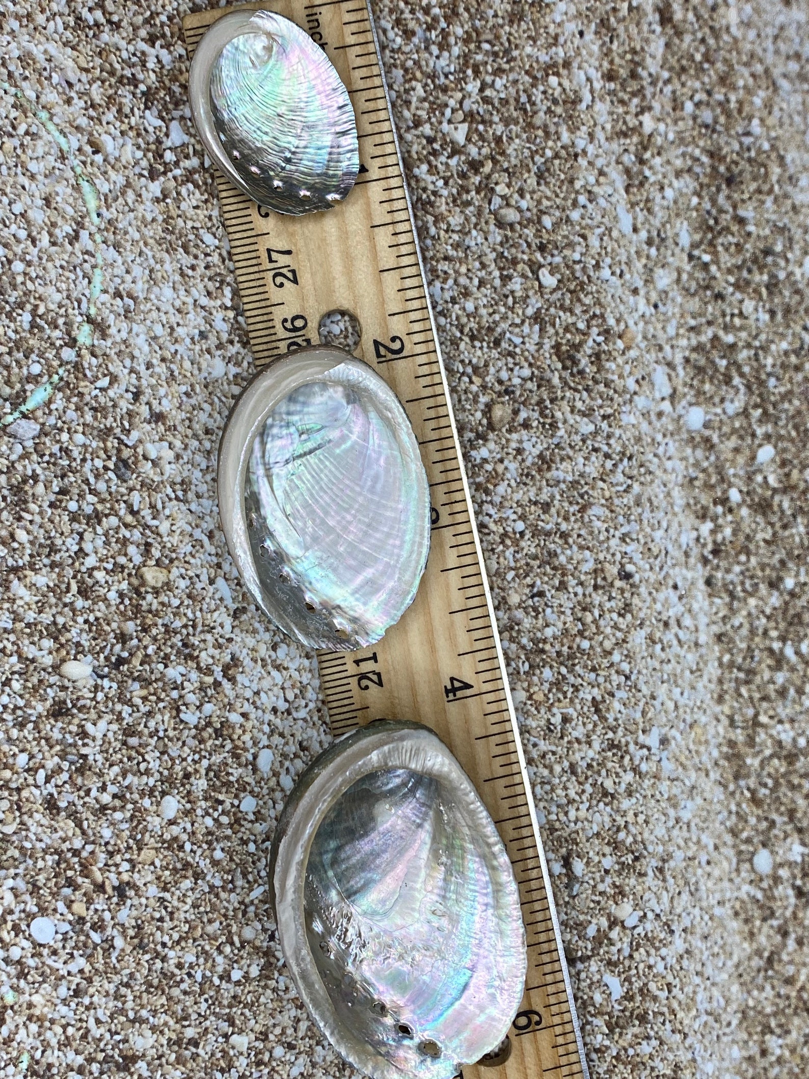 Beautiful Abalone Shells-abalone-crafting Abalone-bulk-craft | Etsy