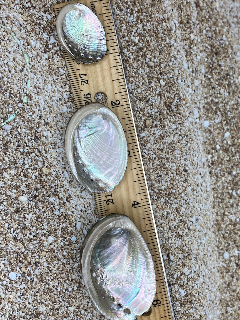 Beautiful Abalone Shells-abalone-crafting Abalone-bulk-craft | Etsy