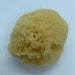 Sea Silk Sponge - Facial Sponge - Natural Sea Silk Sponge - Natural Sea ...