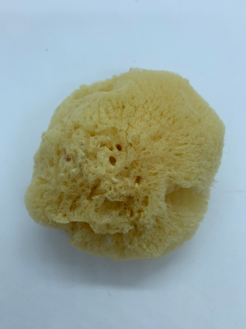 Sea Silk Sponge Facial Sponge Natural Sea Silk Sponge - Etsy