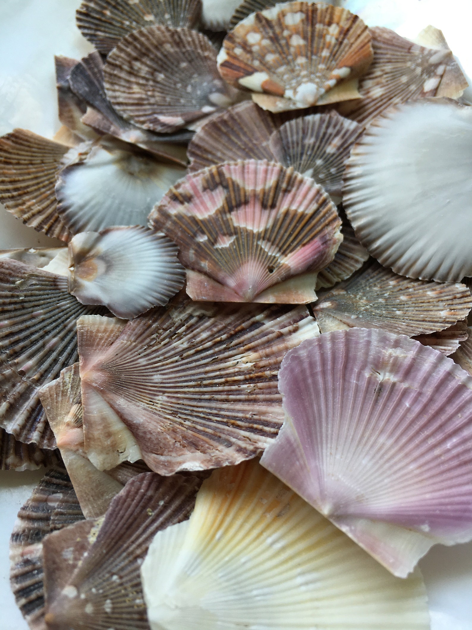 Baby Flat Scallop Shell-bulk Seashell Supplies Scallop - Etsy