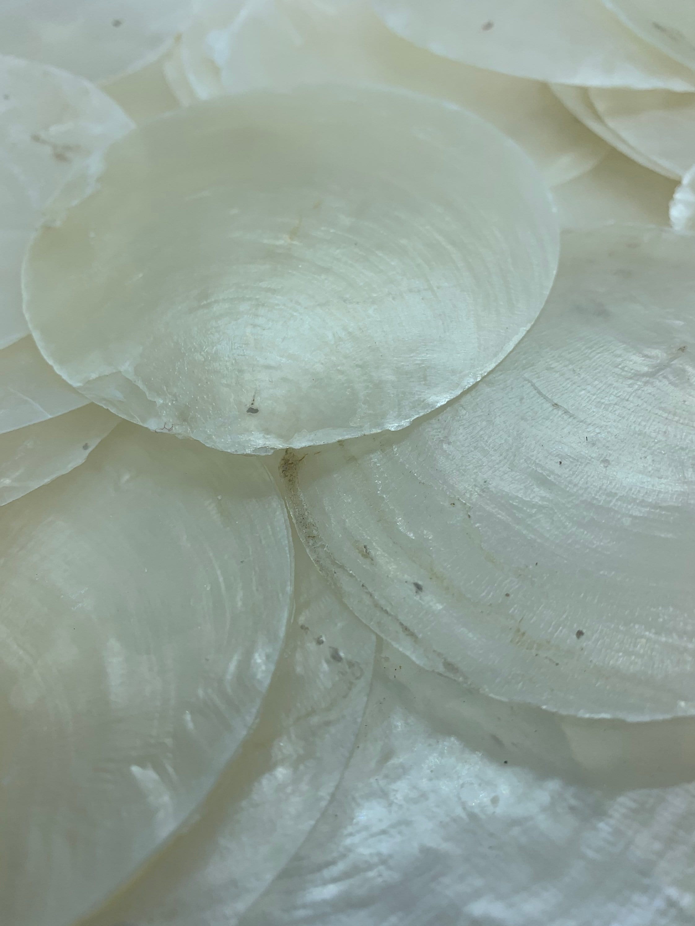 Capiz Shells Round 3 Flat Shells Natural Cream Capiz - Etsy