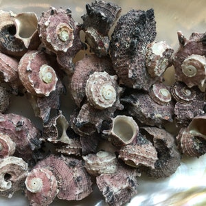 Delphinula Laciniata Shell-angaria Shells-lacinate Dolphin Shells ...