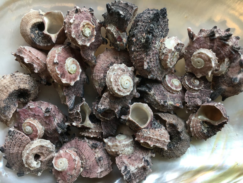 Delphinula Laciniata Shell-Angaria Shells-Lacinate Dolphin | Etsy