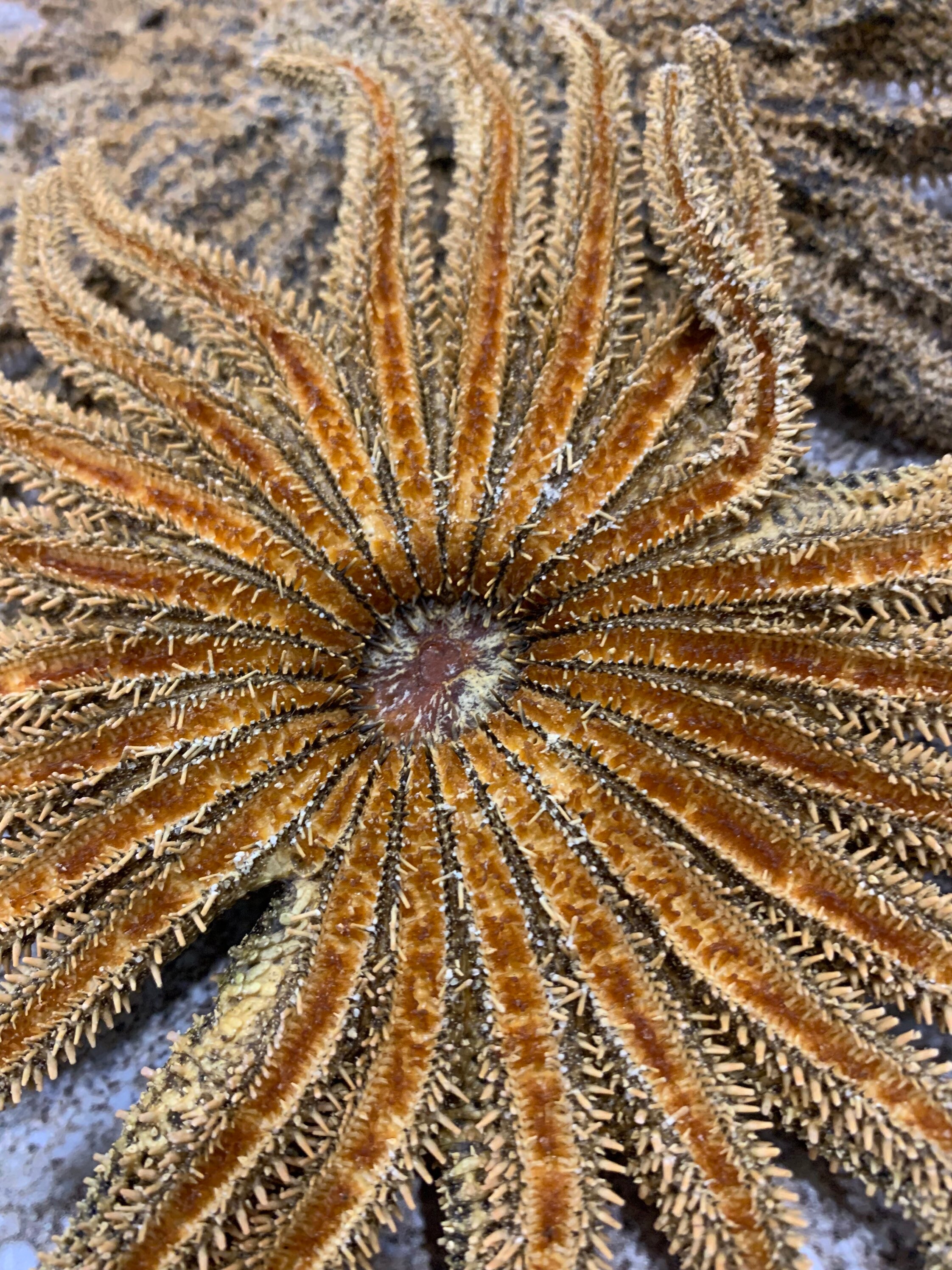 Mexican Sunflower Starfish Bulk Starfish Beach Wedding - Etsy