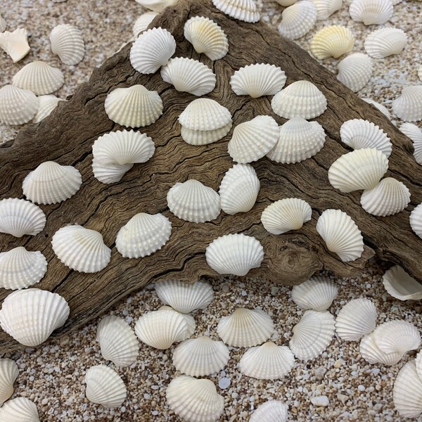 Tiny Seashells - Etsy