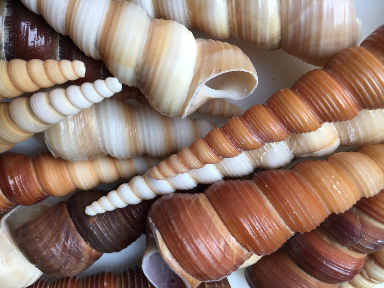 Brown Turritella Shells Sea Shell Crafts Beach Cottage Decor | Etsy