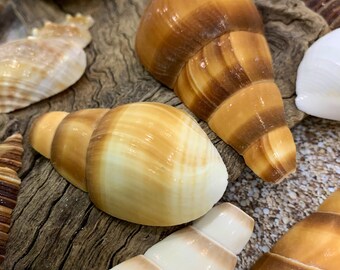 Bulk Cut Shells - Etsy