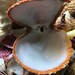 Spiny Oyster Pair Assorted Types 3" to 4" Sea Shell - Spondylus Oyster ...