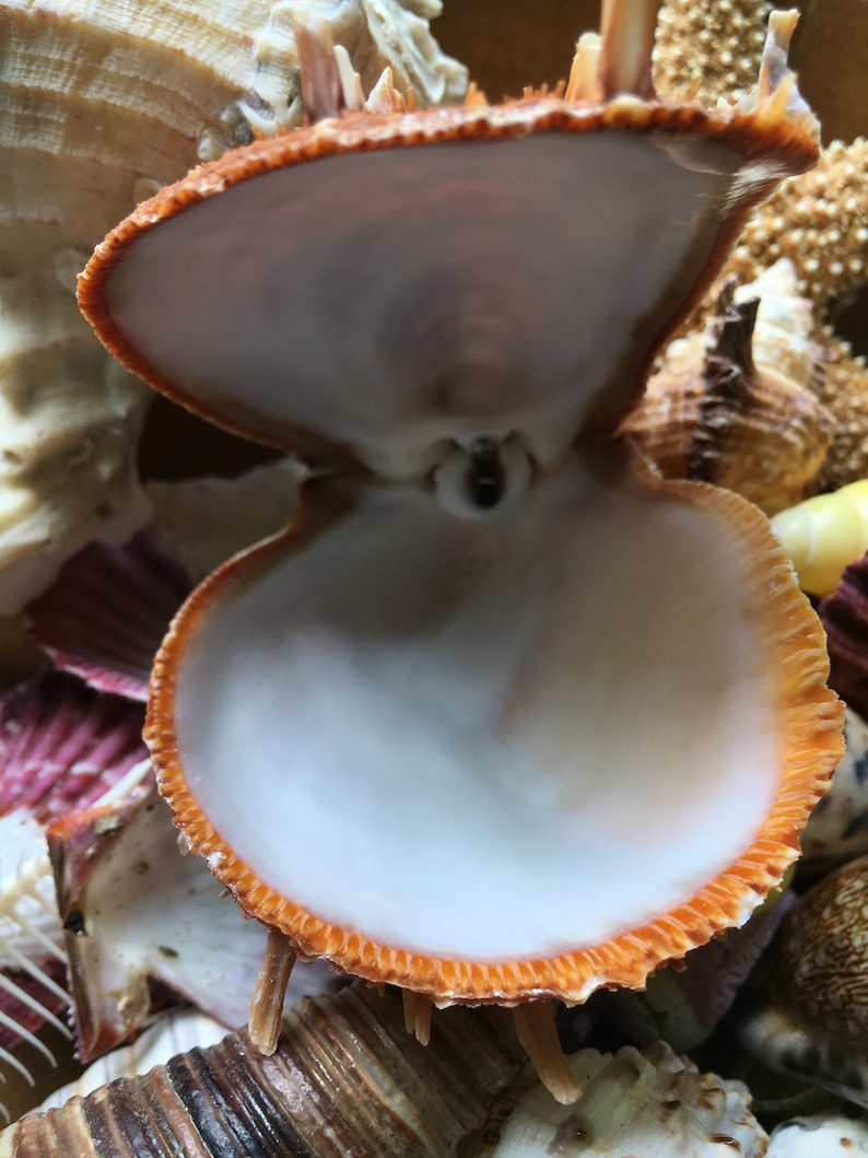Spiny Oyster Pair Assorted Types 3 to 4 Sea Shell - Etsy