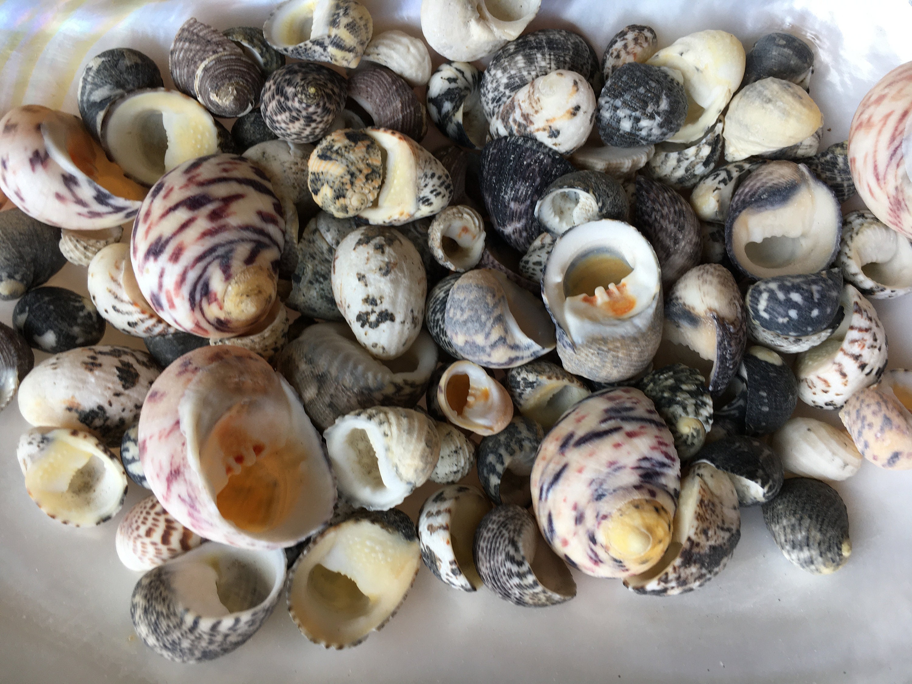 Nerite Snail Sea Shell Mix - Assorted Nerties - Sea Shells - Craft ...