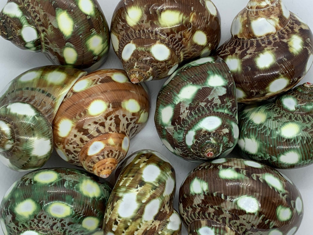 Spotted Turbo Shell 1 3/8" - 2 3/8" - Seashell Supply - Seashells ...