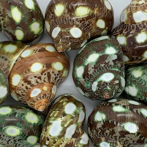 Spotted Turbo Shell 1 3/8" - 2 3/8" - Seashell Supply - Seashells ...
