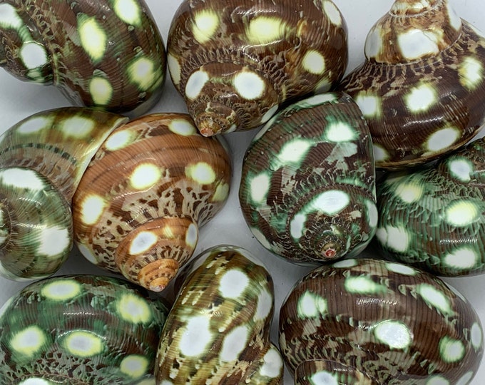 Spotted Turbo Shell 1 3/8 2 3/8 Seashell Supply Seashells Shells ...