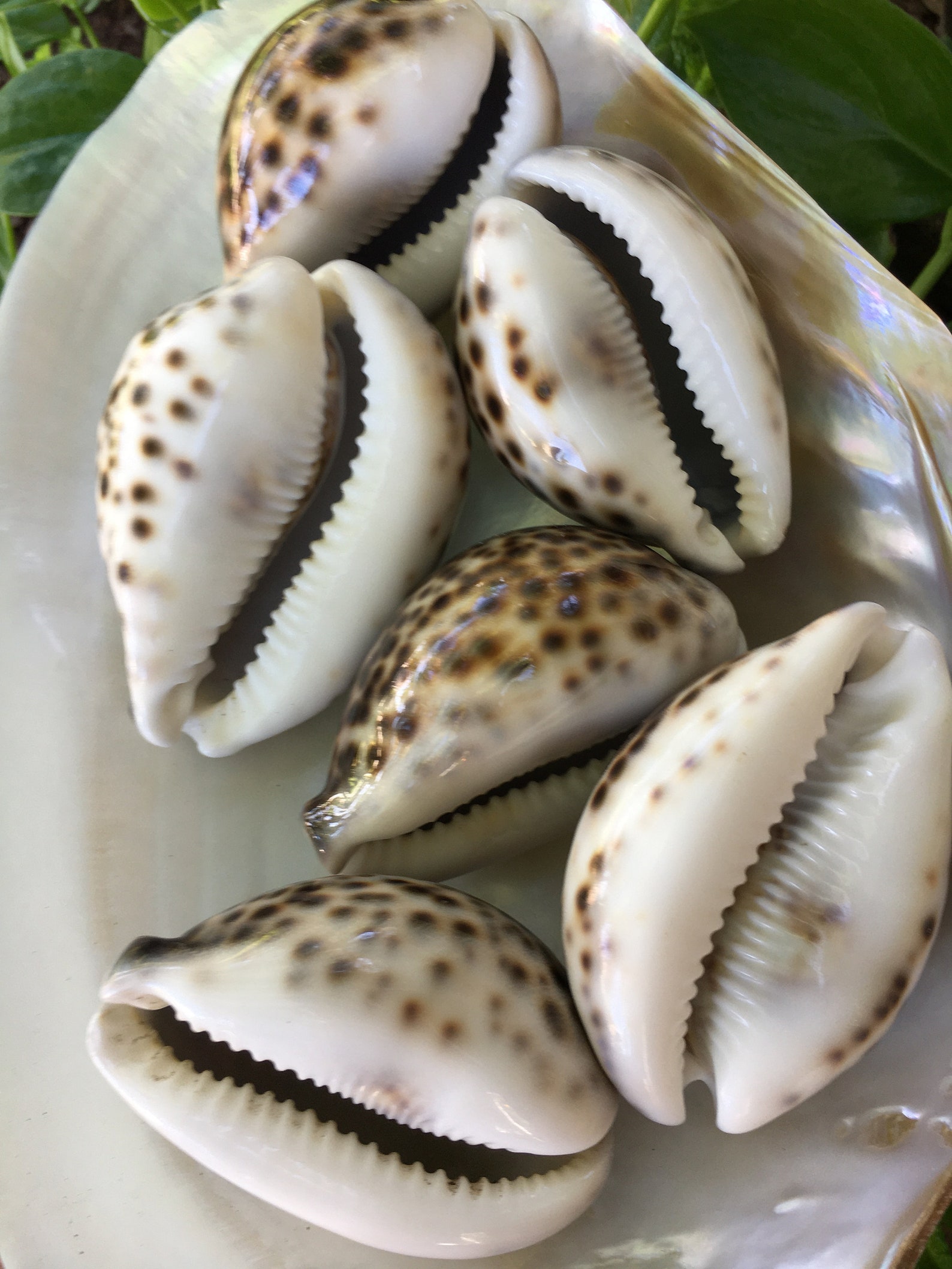 XL Tiger Cowrie Seashells cypraea Tigris Wedding - Etsy