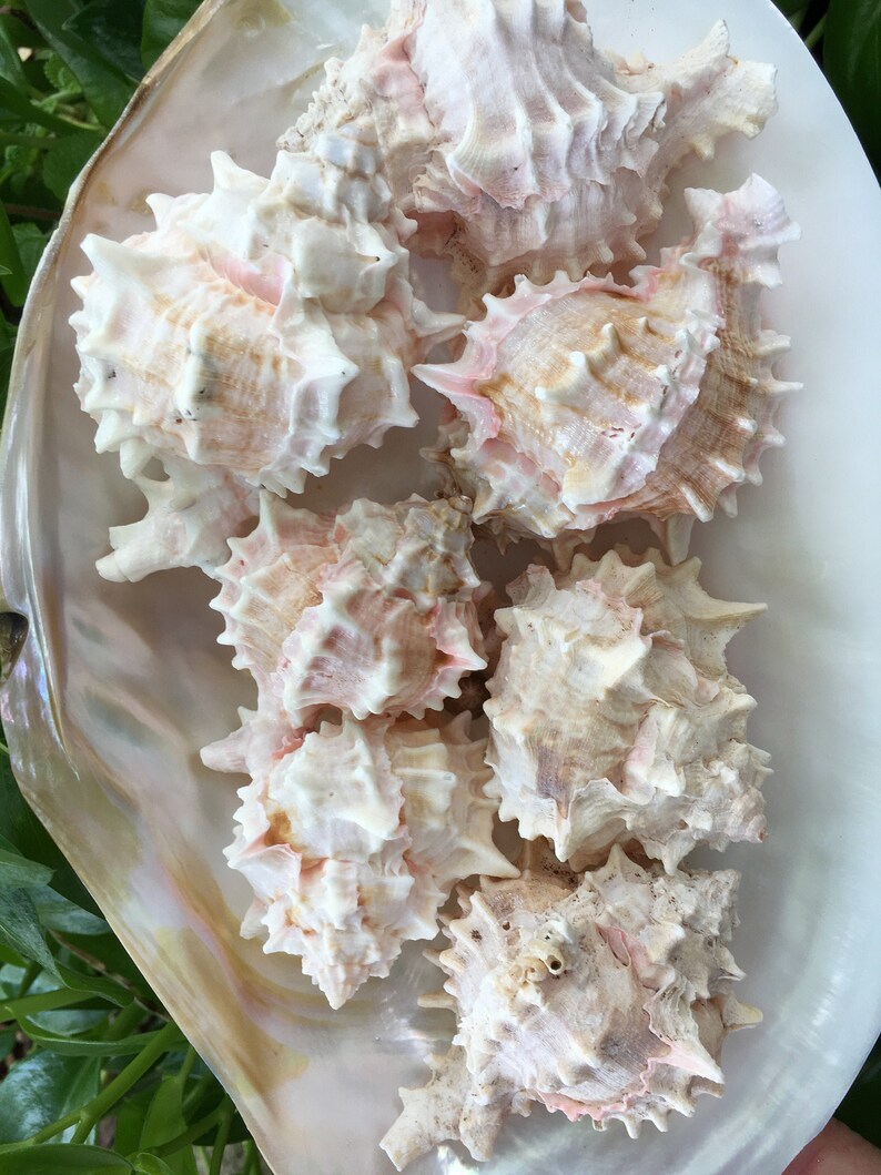 Pink Murex Seashell-beach Wedding Decor-crafting | Etsy